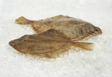 Hallmark Fisheries – The West Coast’s premium wholesale supplier of ...